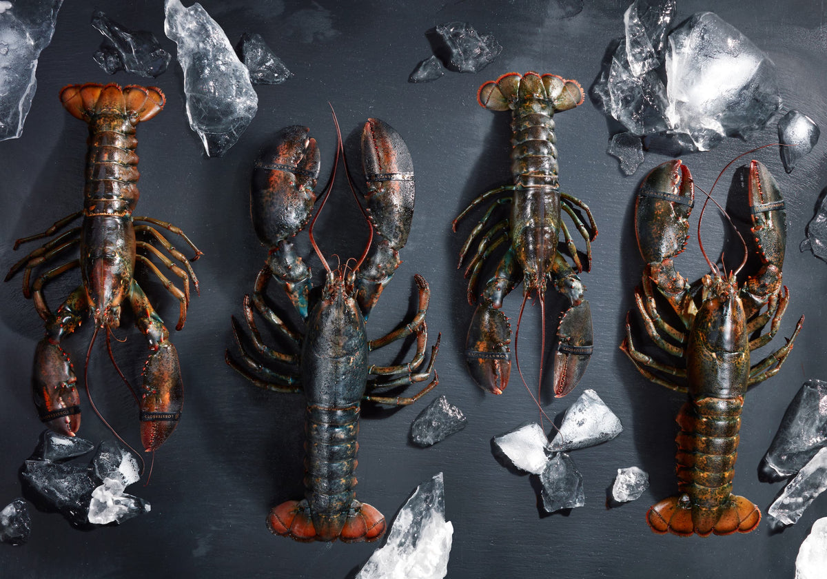 All Fresh Caught Lobsters - Lobster Boys
