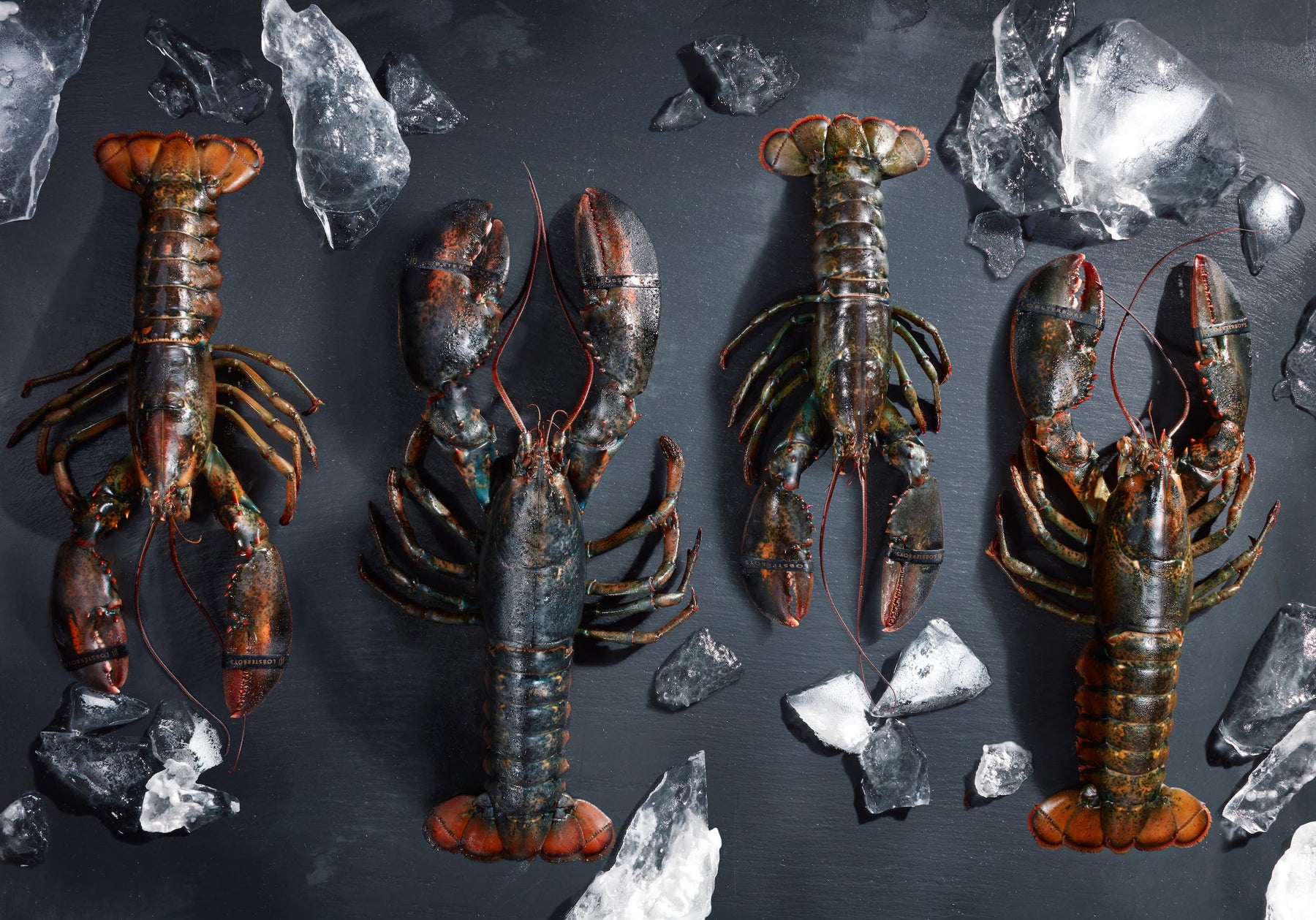 All Fresh Caught Lobsters - Lobster Boys