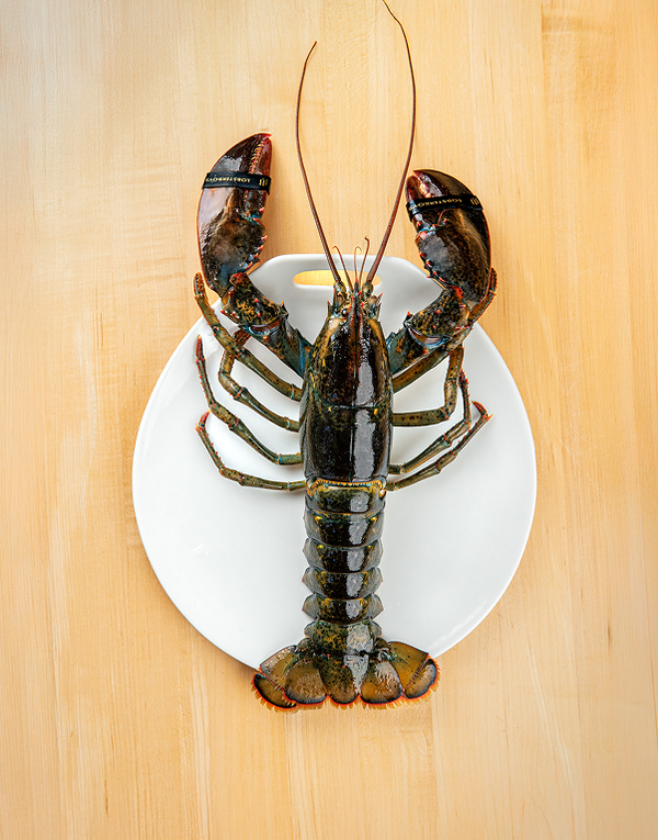 Live Lobsters | Canadian Hard-Shell Lobsters Delivered Fresh - Lobster Boys