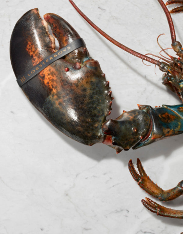 Large Jumbo Lobsters - Lobster Boys