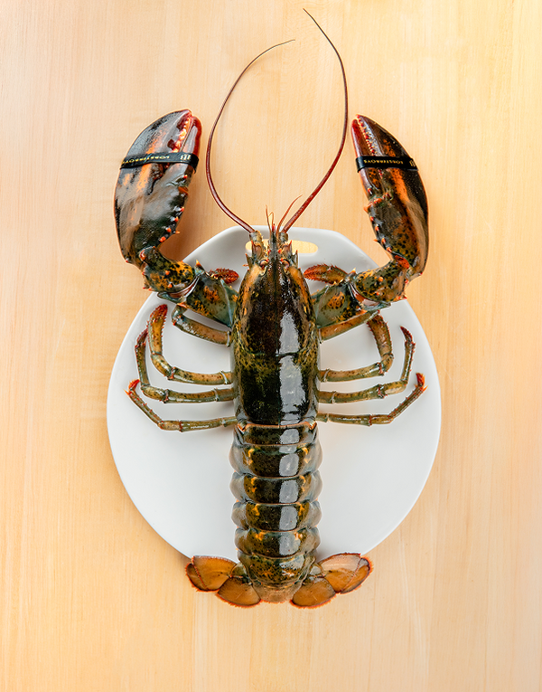 Small Select Lobsters - Lobster Boys